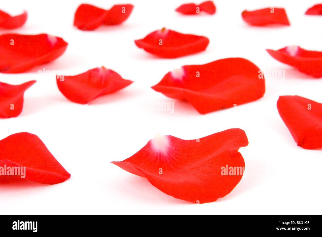 Red rose petals Stock Photo - Alamy