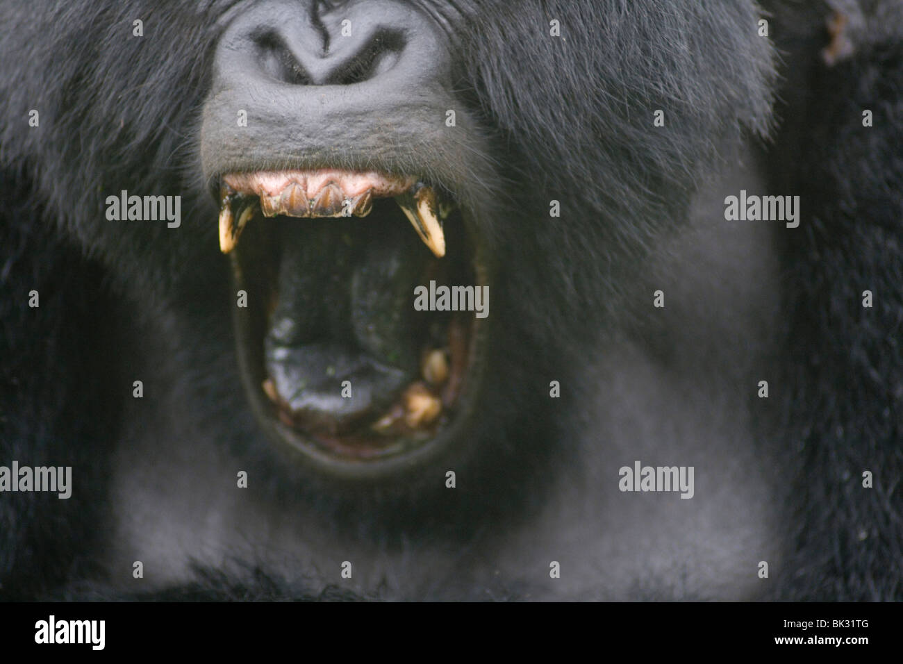 Gorilla teeth hi-res stock photography and images - Alamy
