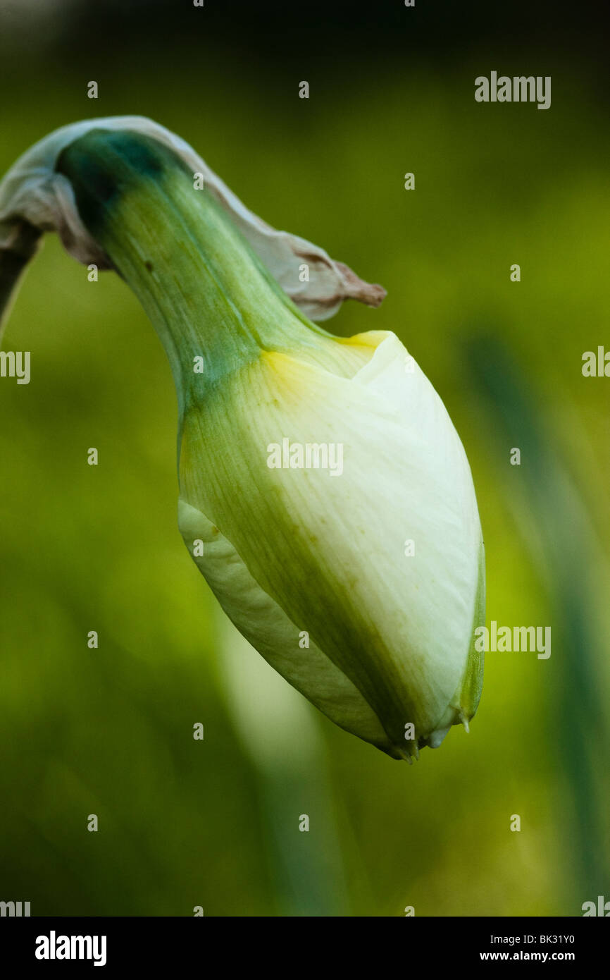 Drooping bud hi-res stock photography and images - Alamy