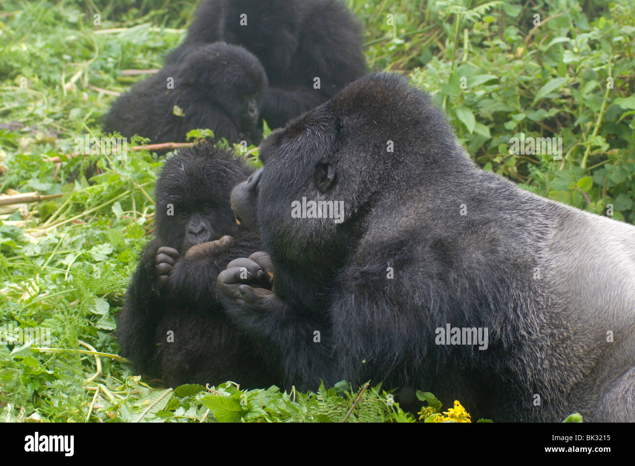 Mountain gorillas from Susa group on Karisimbi volcano, Virunga ...