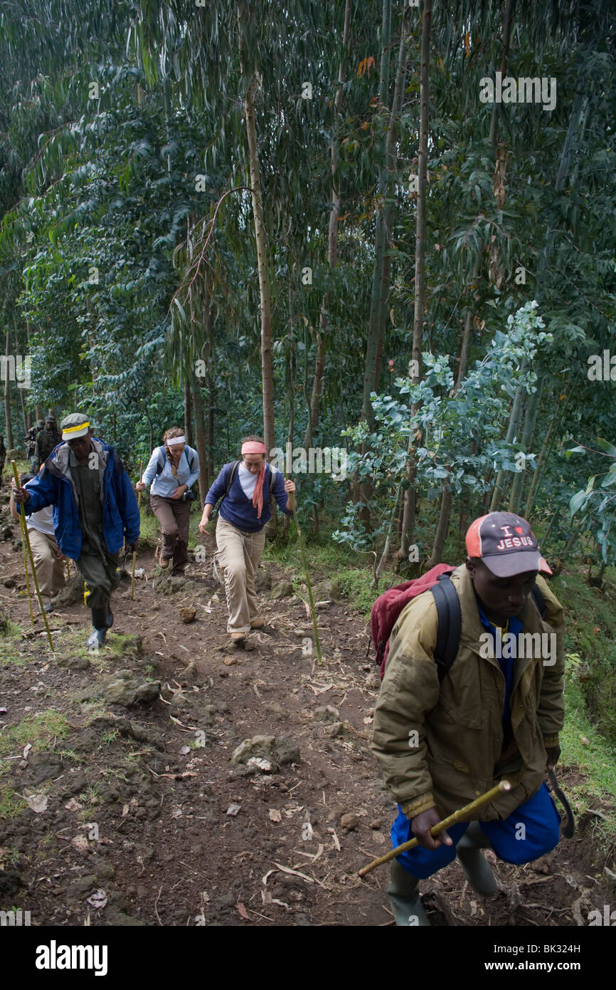 Trekking to gorillas from Susa group, Karisimbi volcano, Virunga ...
