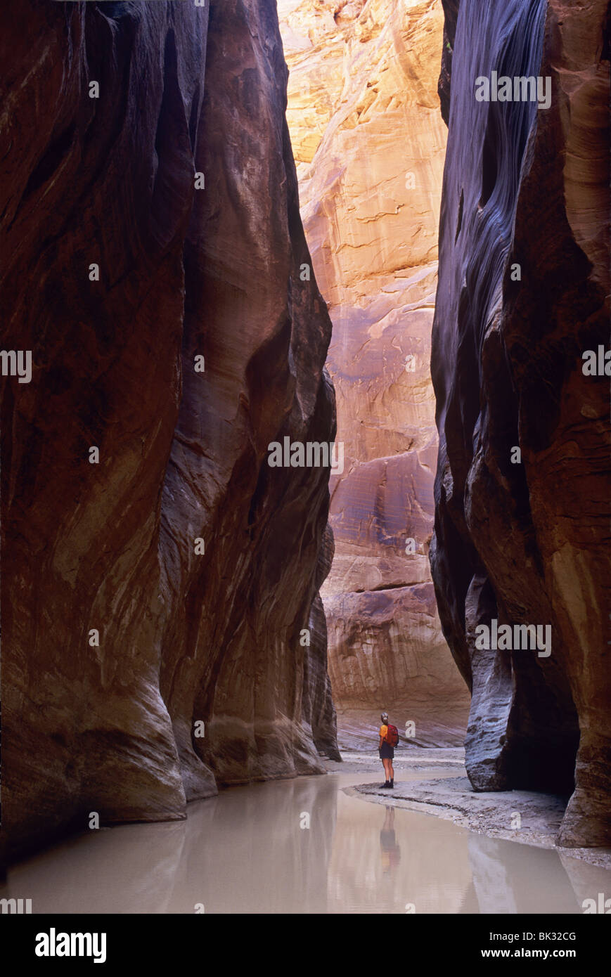 Hiking in Navajo Sandstone narrows of Paria Canyon above confluence ...