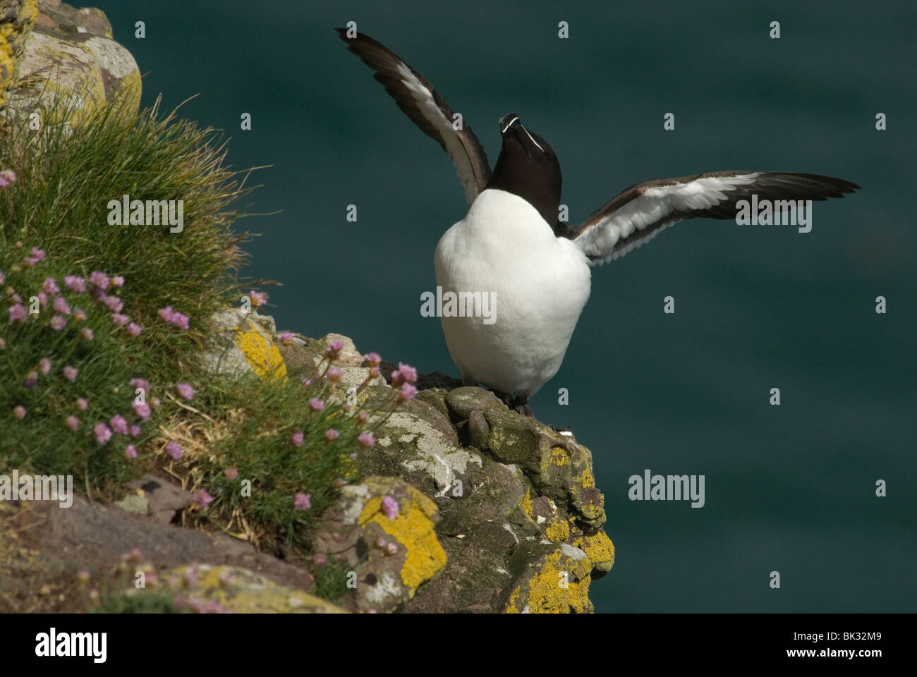 Edge of scotland hi-res stock photography and images - Alamy