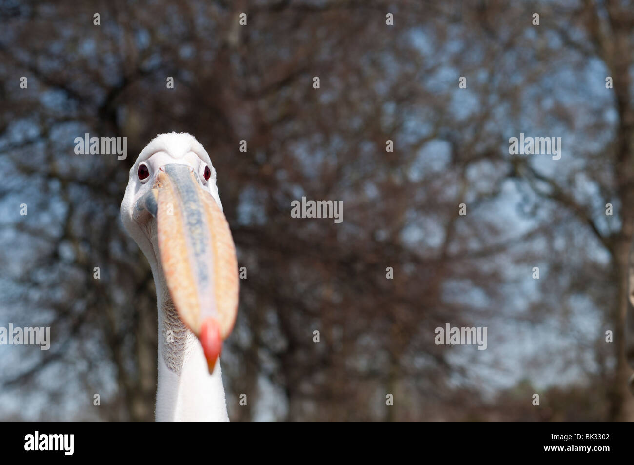 Unusual pelican hi-res stock photography and images - Alamy