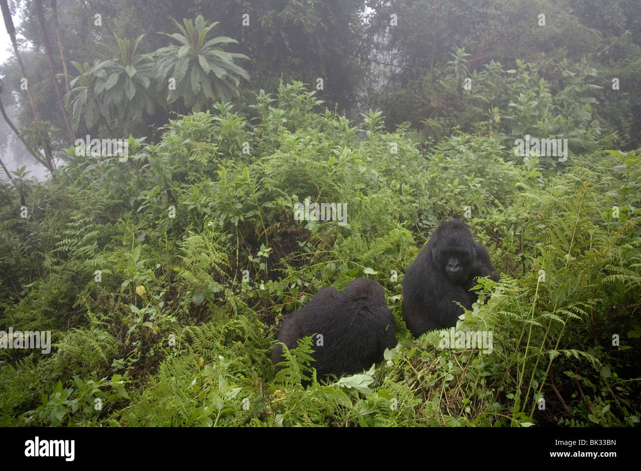 Mountain gorillas from Susa group on Karisimbi volcano, Virunga ...