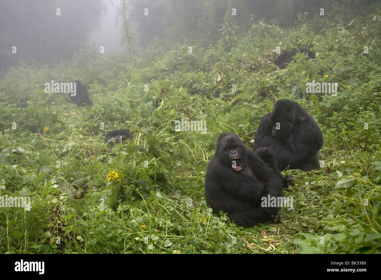 Karisimbi volcano hi-res stock photography and images - Alamy