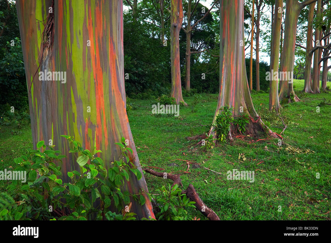 Hawaiian Rainbow Eucalyptus Trees Stock Photo - Alamy
