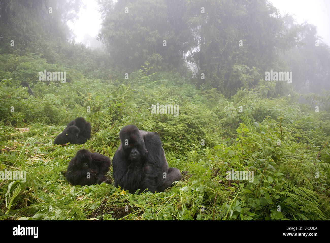Karisimbi volcano hi-res stock photography and images - Alamy