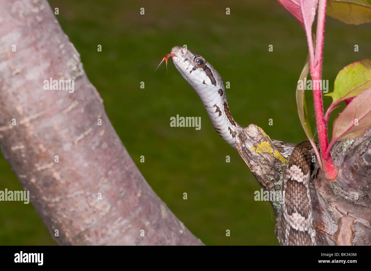 Texas rat snake lindheimeri hi-res stock photography and images - Alamy
