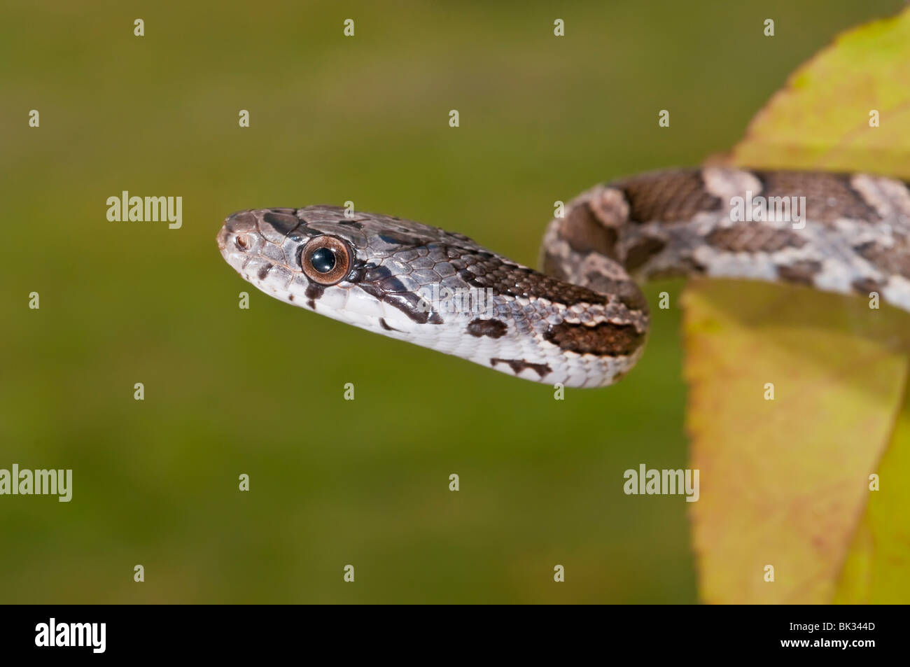 Texas rat snake hi-res stock photography and images - Alamy