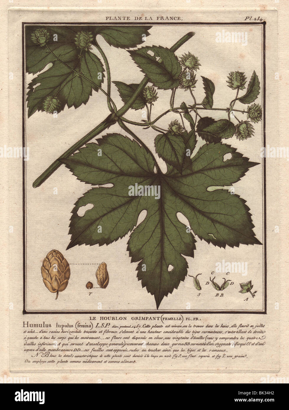 Humulus lupulus (Common hop Stock Photo - Alamy