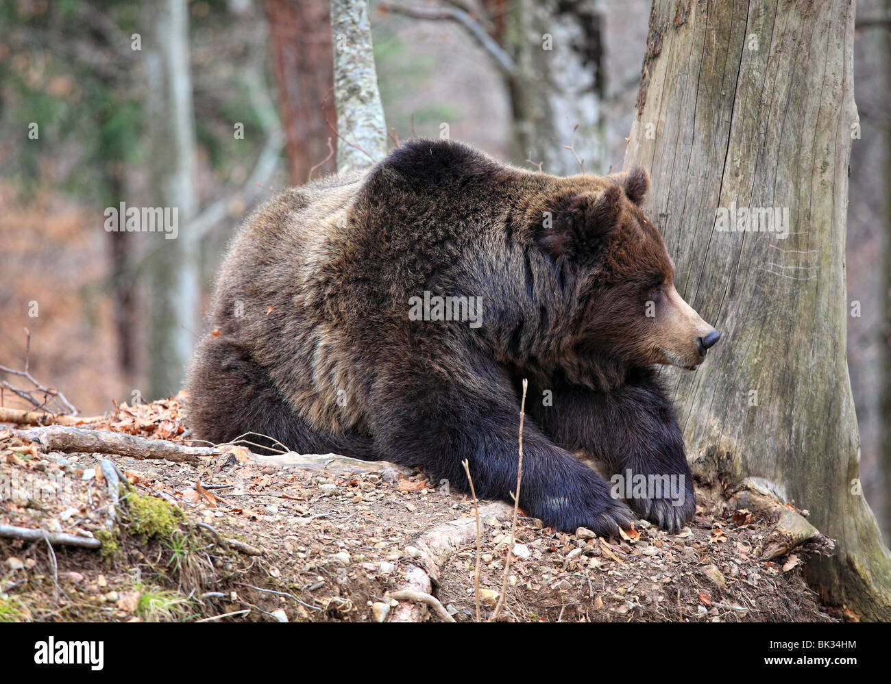 classic brown bear rest sit on the ground Stock Photo - Alamy