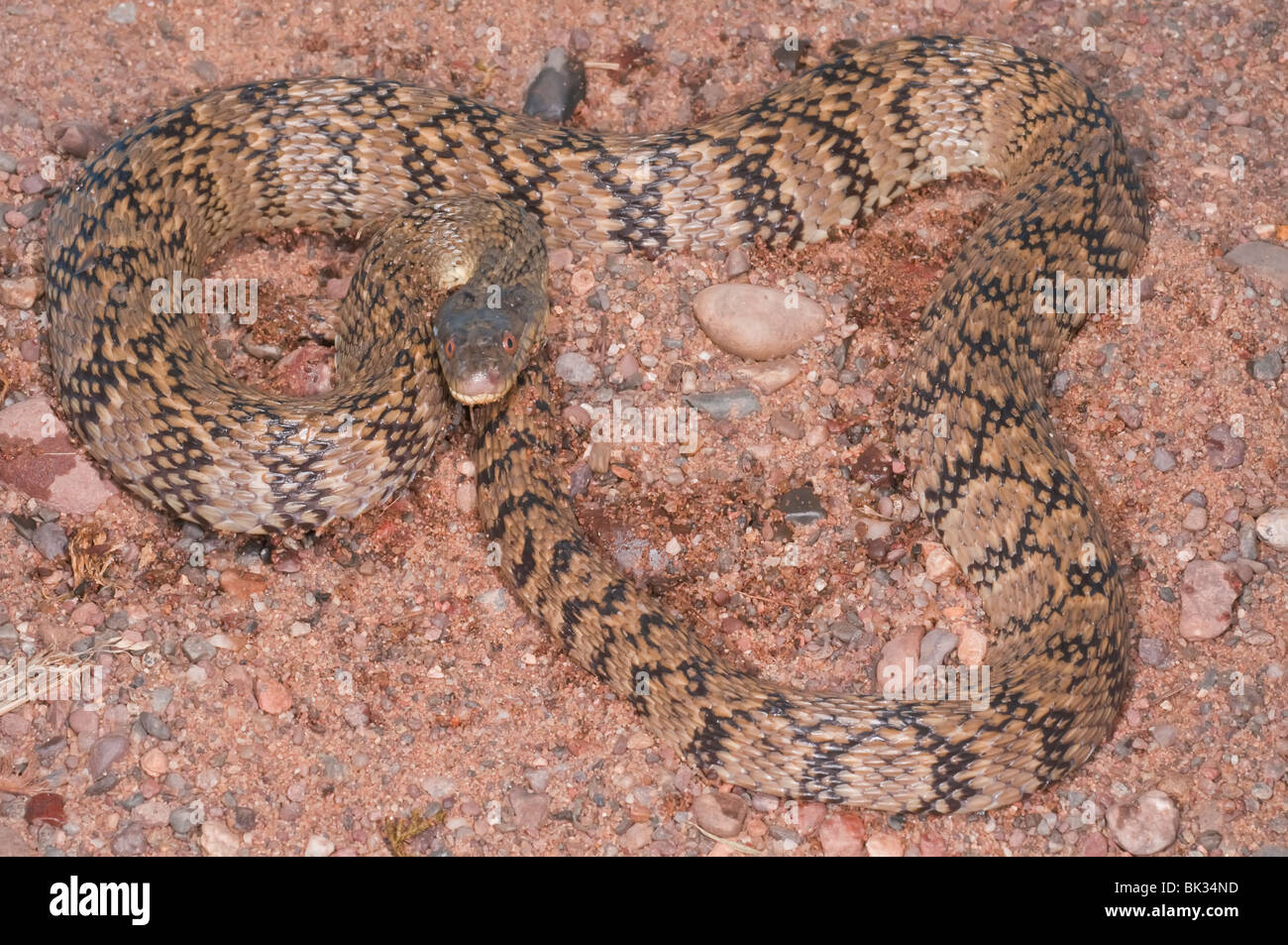 Diamondback water snake, Nerodia rhombifer rhombifer, native to central ...