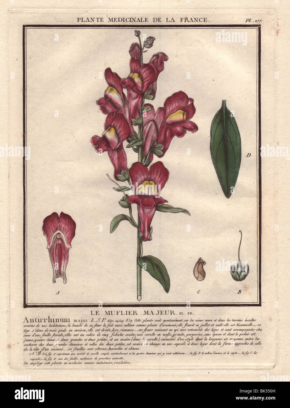 Snapdragon flower seed hi-res stock photography and images - Alamy