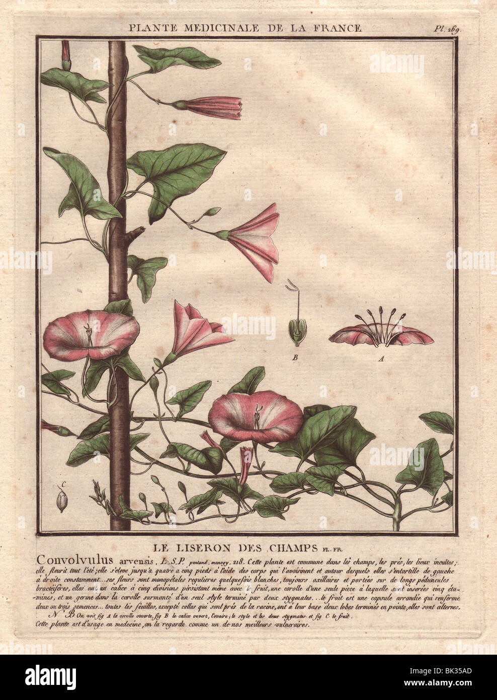 Field bindweed Le liseron des champs (Convolvulus arvensis Stock Photo ...