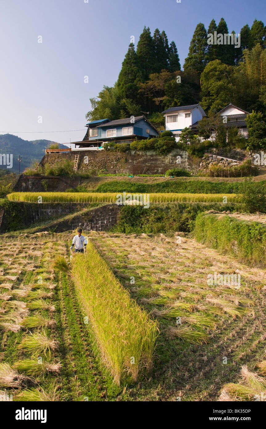 Man harvesting rice by machine in small terraced rice fields near Oita ...