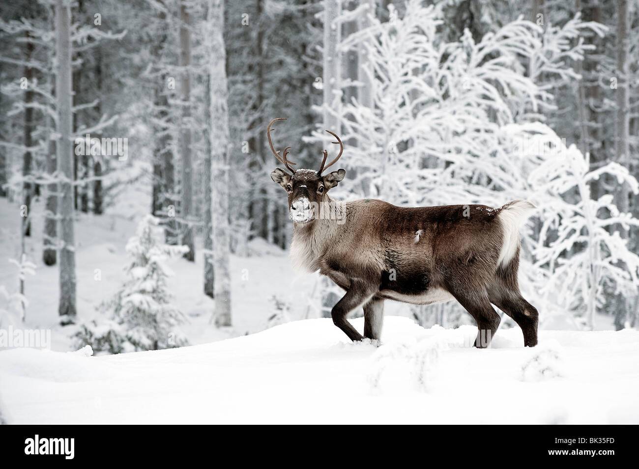 Reindeer In Snow Photography