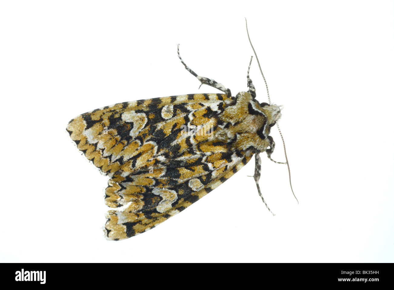 Merveille du Jour moth (Dichonia aprilina) Live insect photographed ...