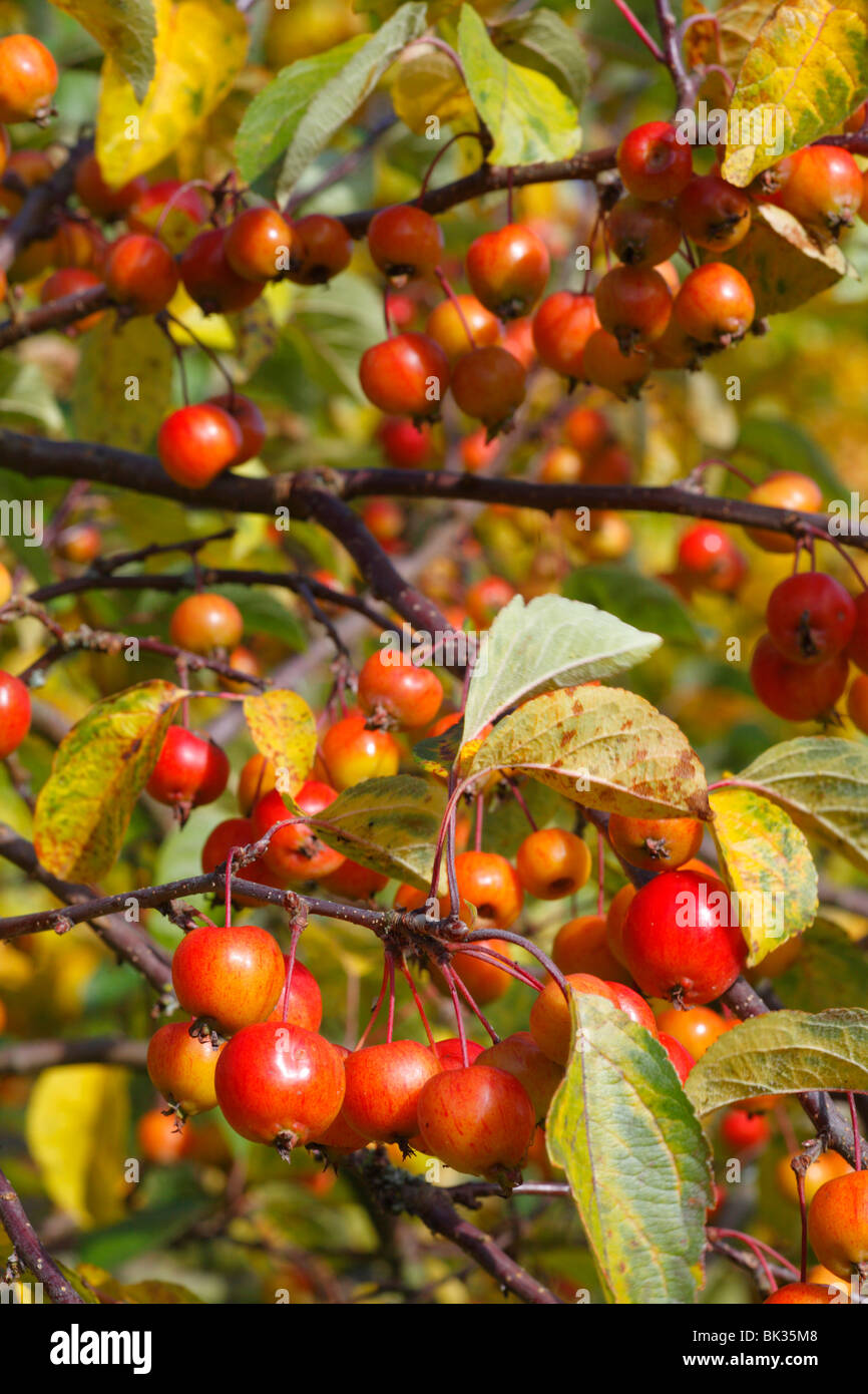 Ripe fruits of a Crab Apple (Malus sp.) 'John Downie'. Powys, Wales ...
