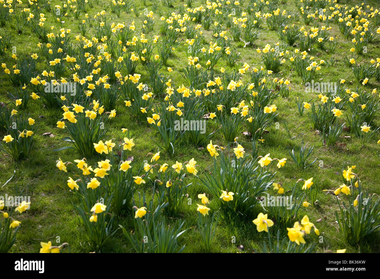 Field of Daffodils Stock Photo - Alamy