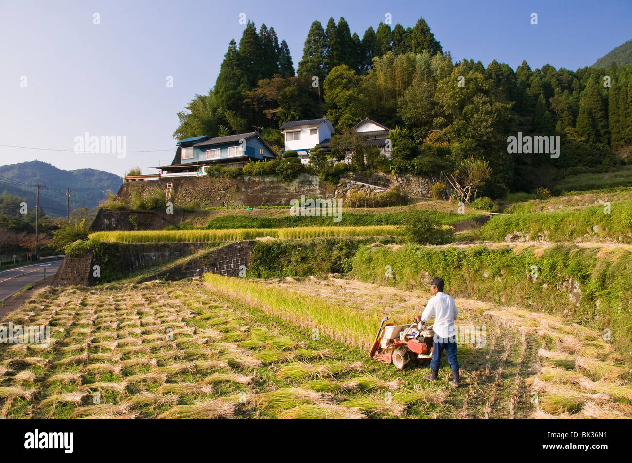 Farmer in japan harvesting rice hi-res stock photography and images - Alamy