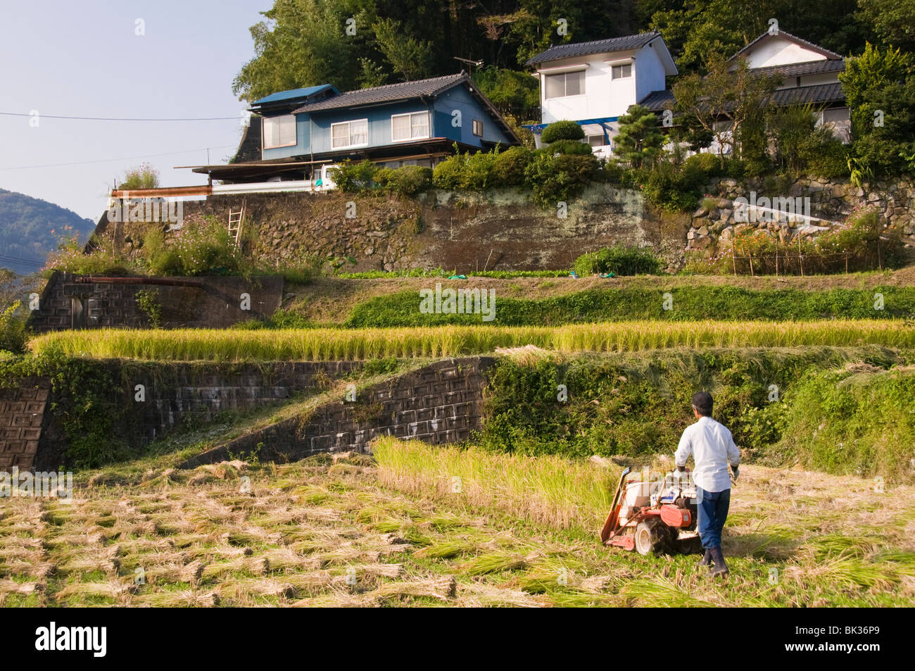 Man harvesting rice by machine in small terraced rice fields near Oita ...