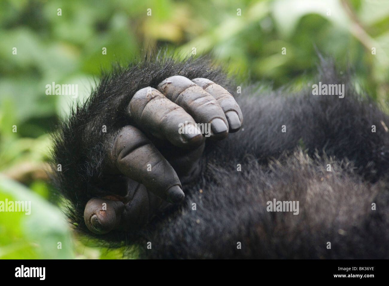 Mountain gorilla from Susa group on Karisimbi volcano, Virunga National ...