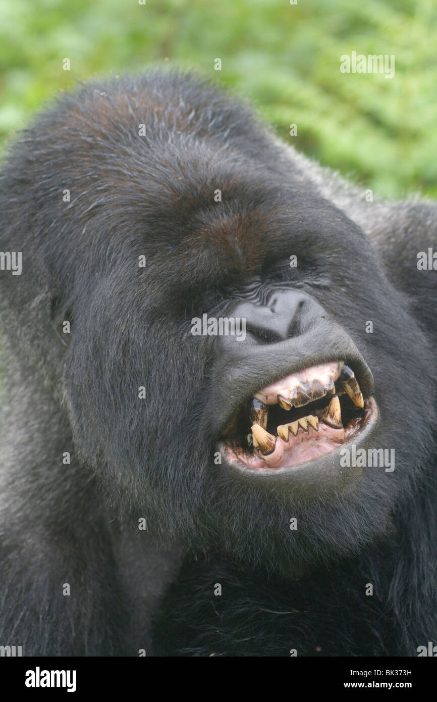 Silverback Gorilla Teeth