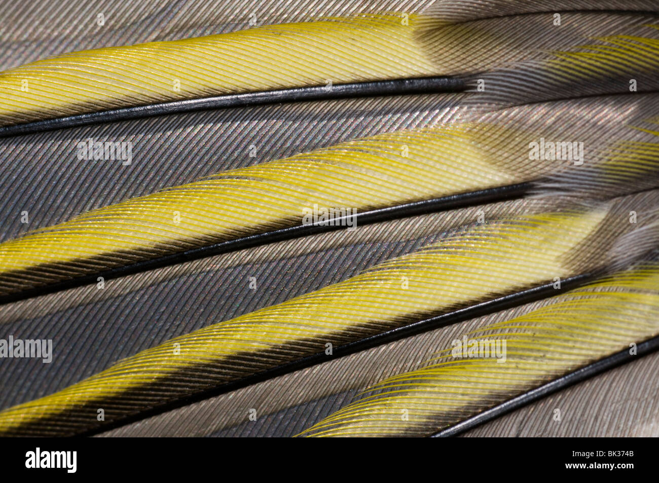 Wing feathers of the European Greenfinch, Carduelis chloris, close up ...