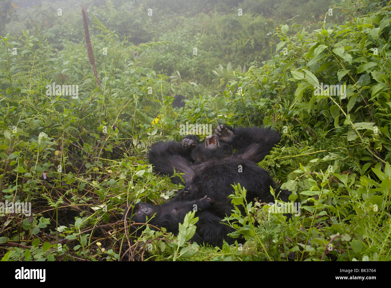 Mountain gorillas from Susa group on Karisimbi volcano, Virunga ...