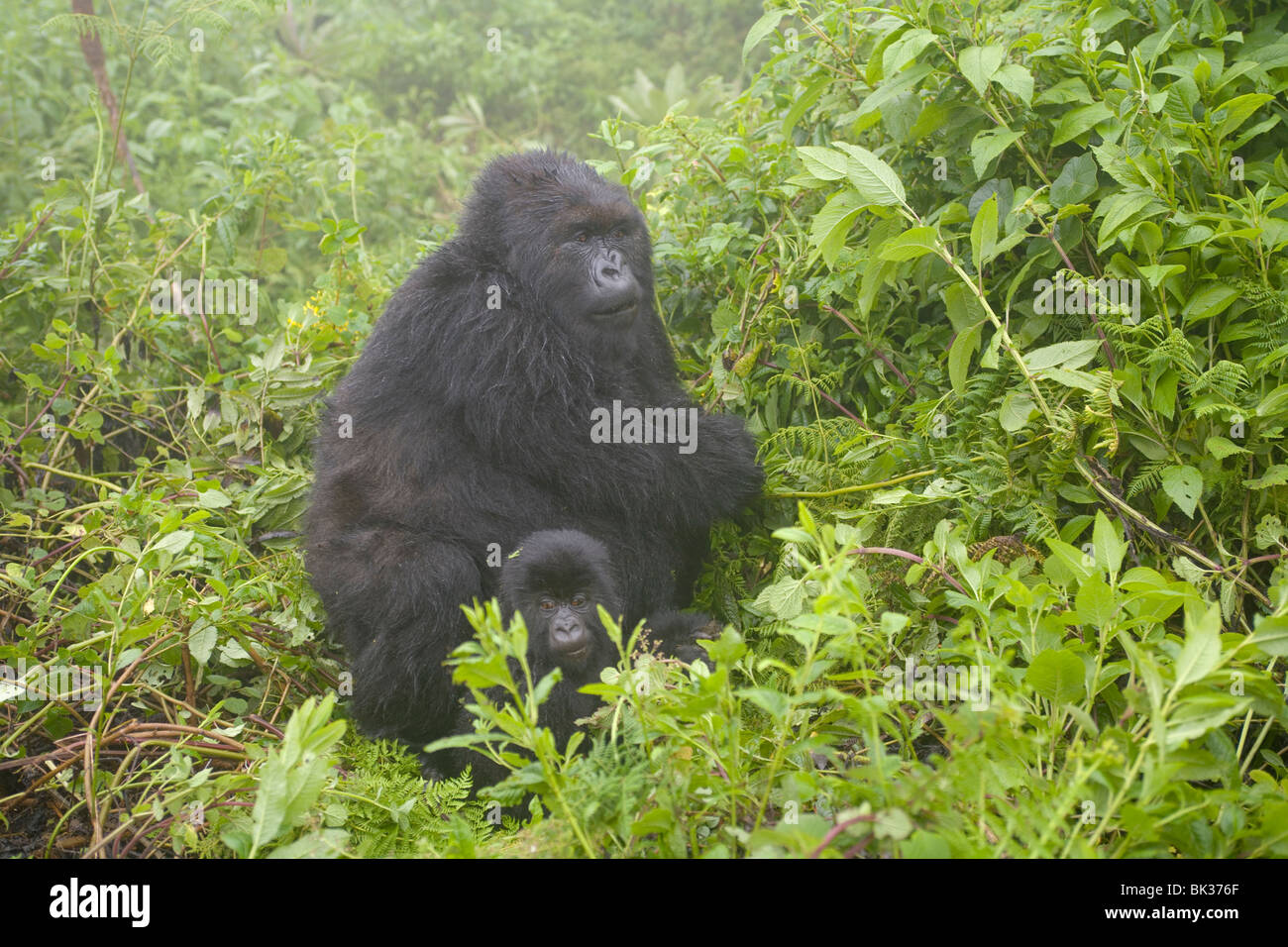 Mountain gorillas from Susa group on Karisimbi volcano, Virunga ...