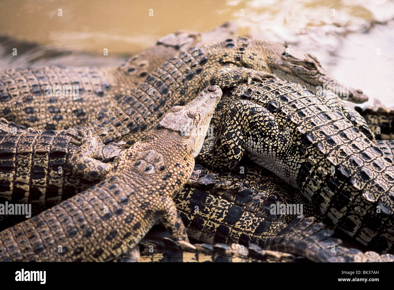 Crocodiles near Darwin Australia Stock Photo - Alamy