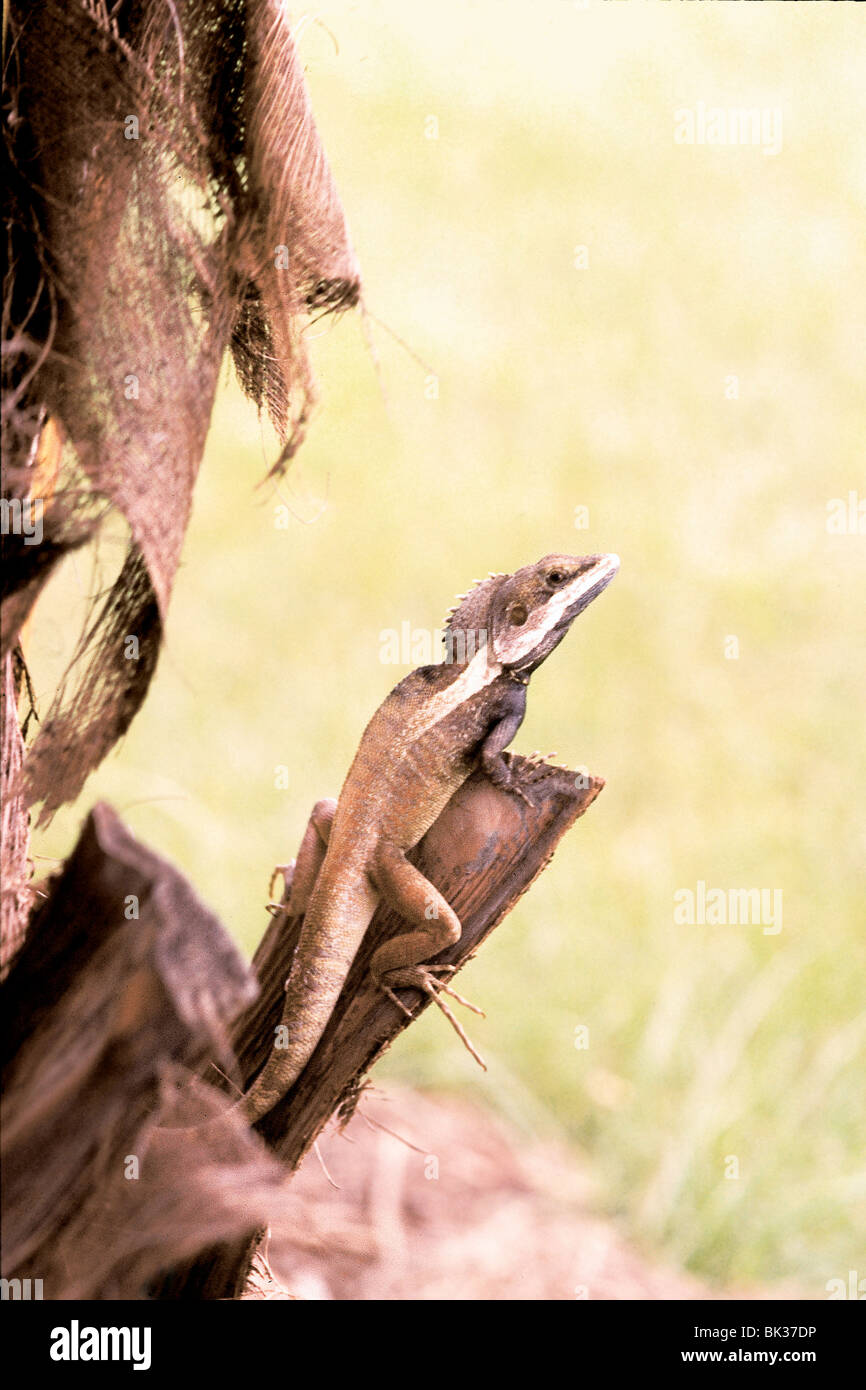 A lizard in Darwin, Australia Stock Photo - Alamy