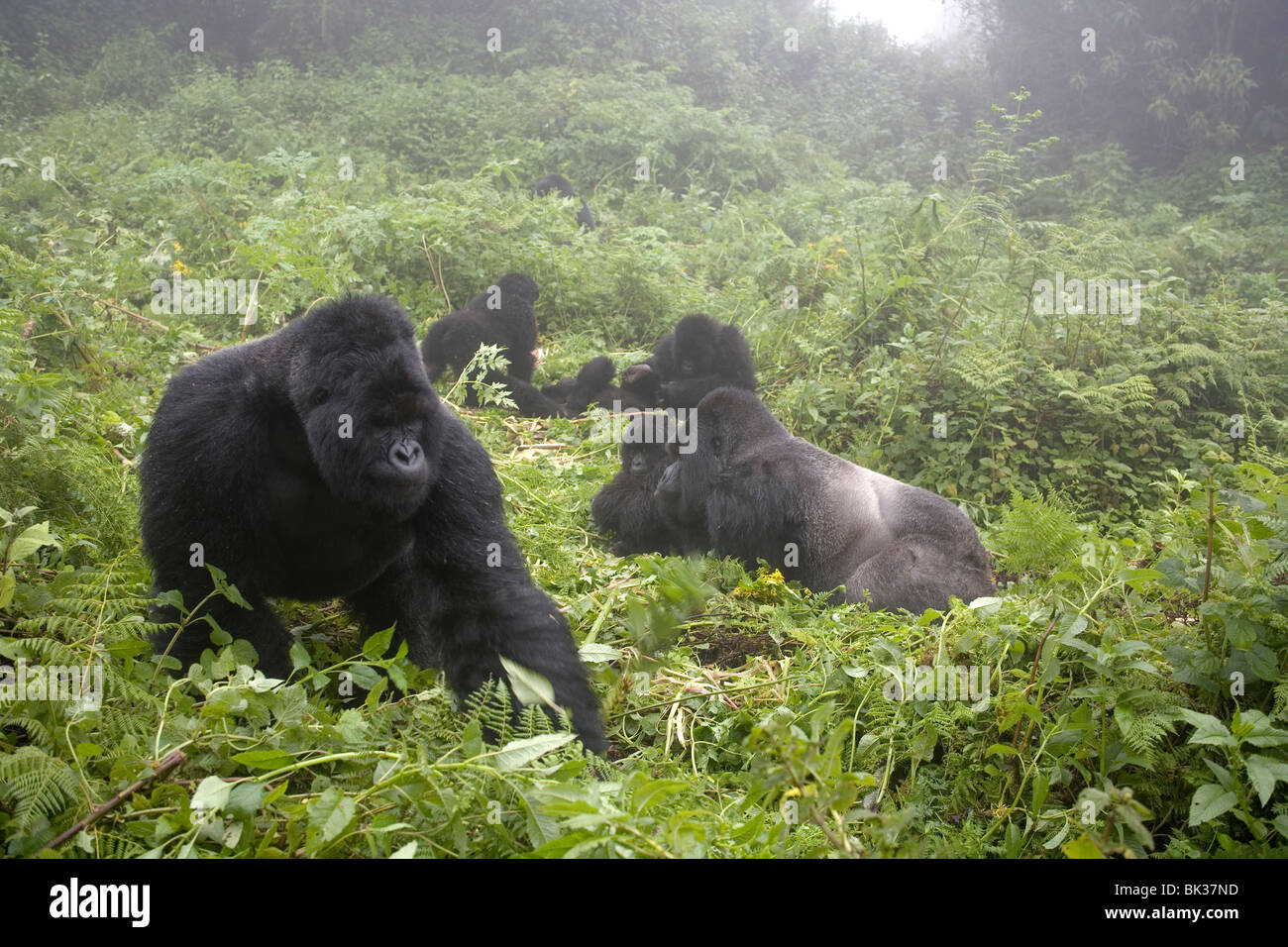 Mountain gorillas from Susa group on Karisimbi volcano, Virunga ...