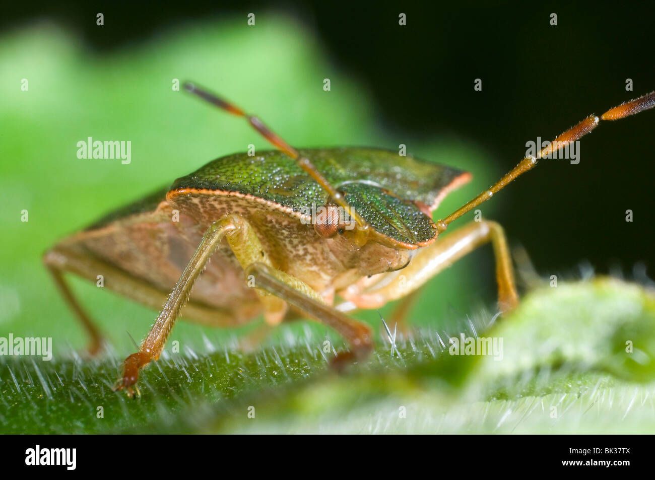 Green shieldbug on leaf. Palomina Prasina, Order Hemiptera sub order ...