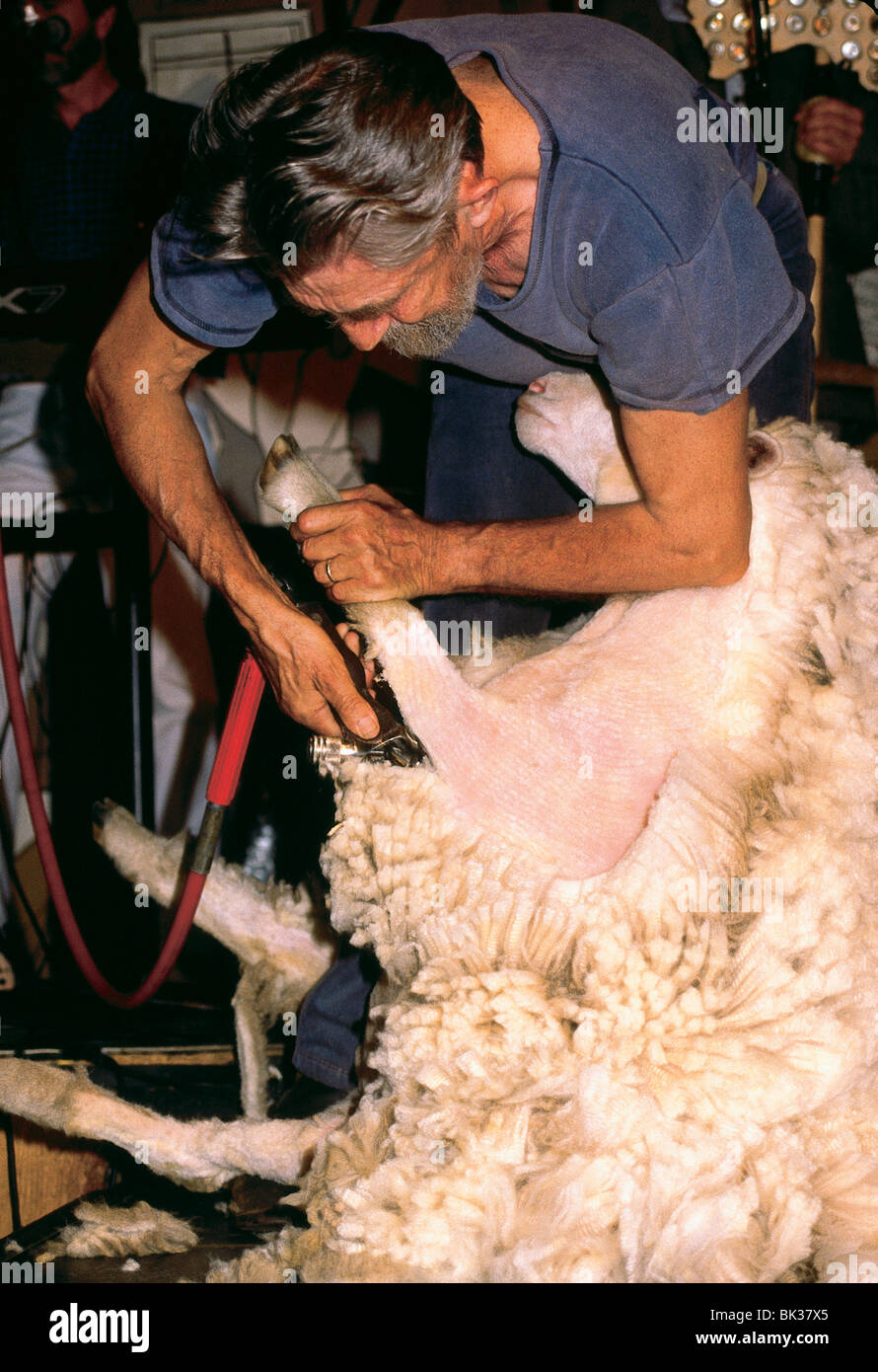 Australian sheep farm shearing hi-res stock photography and images - Alamy