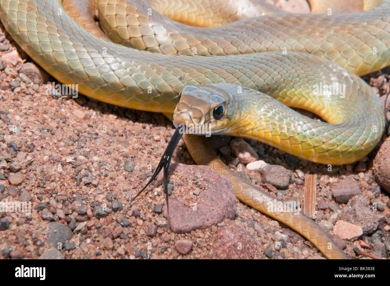 Western yellow-bellied racer, Coluber constrictor mormon, native to USA ...
