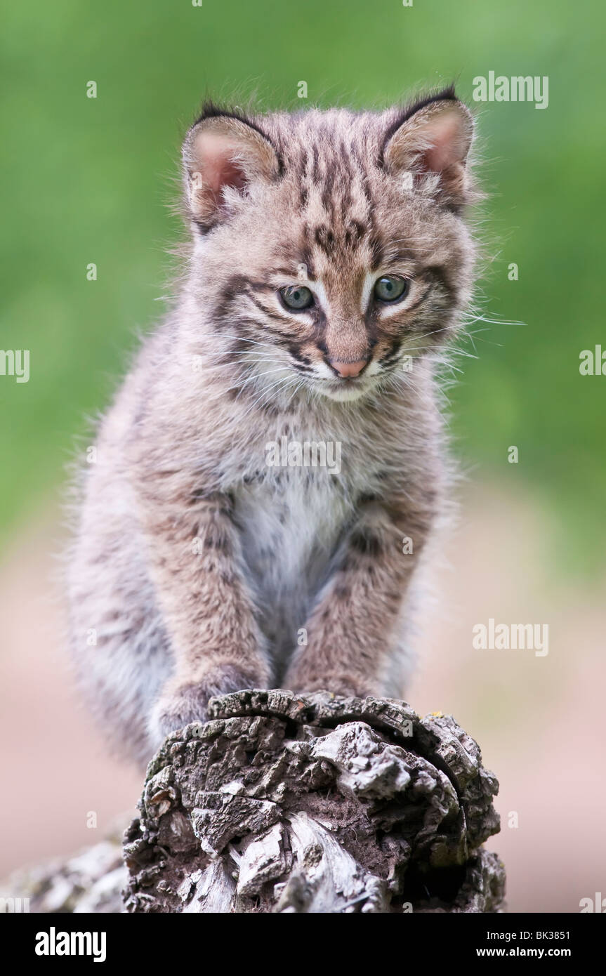 Cute Baby Bobcat