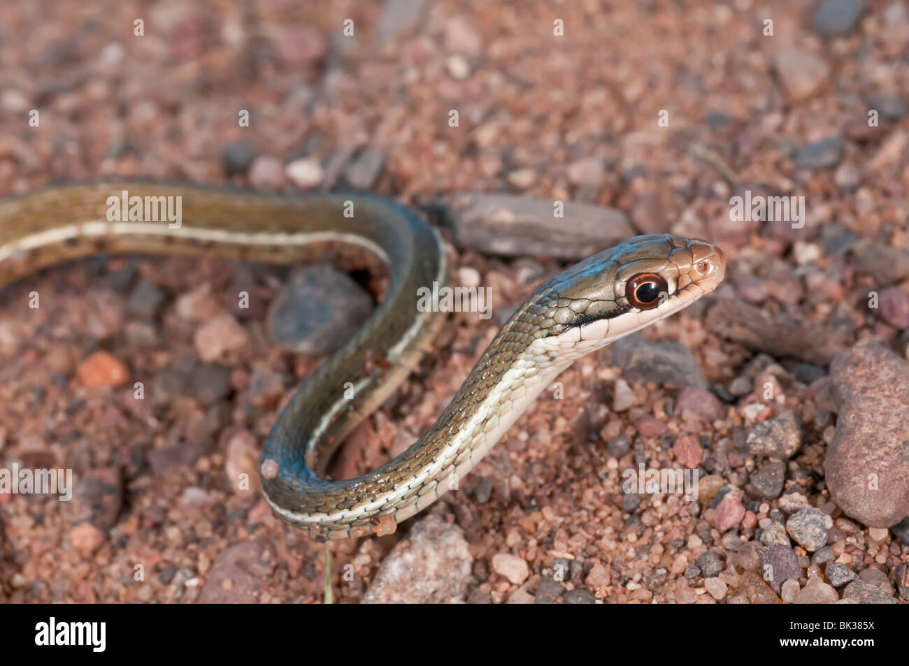 Peninsula ribbon snake, Thamnophis sauritus sackenii, green phase ...