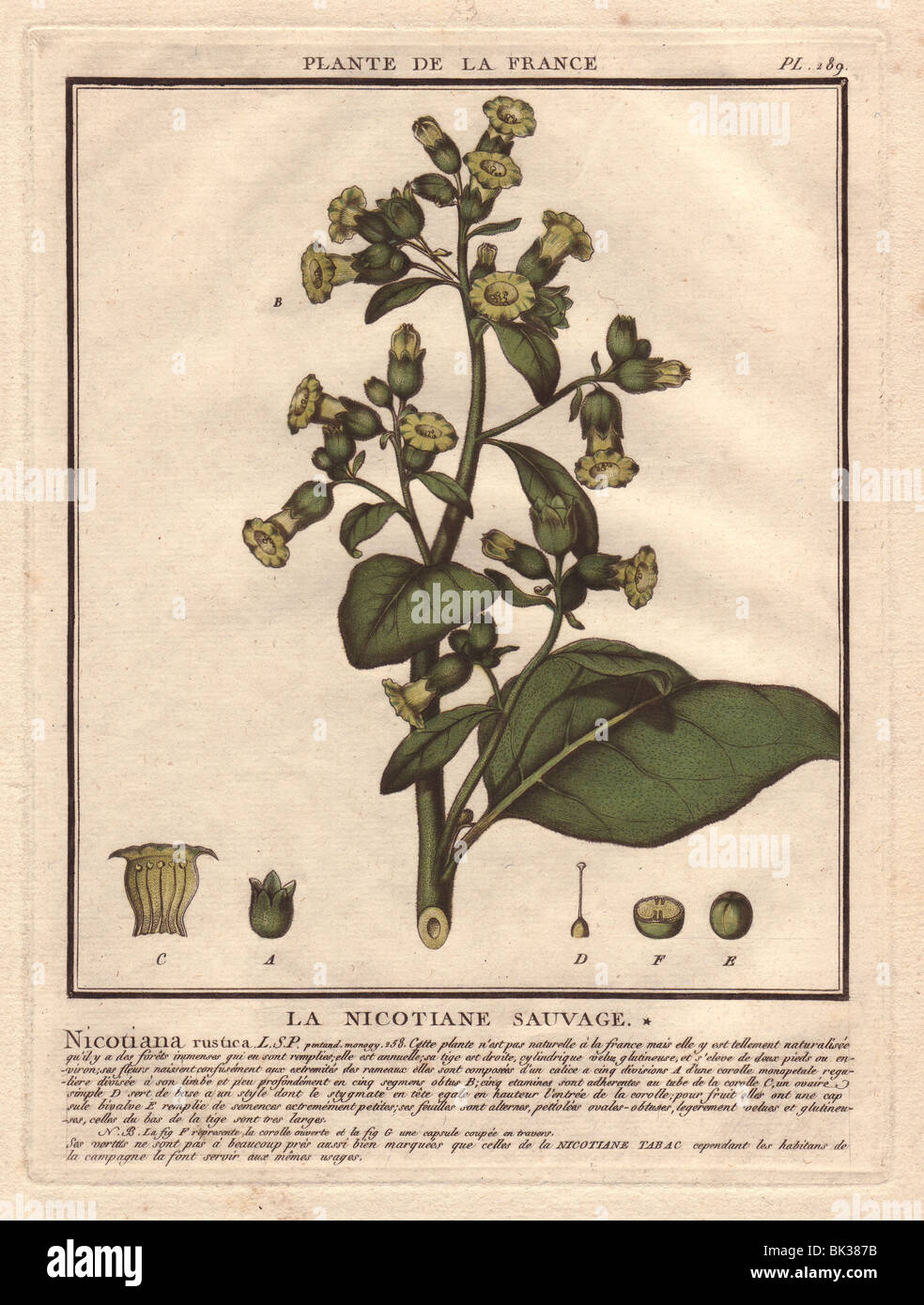 Wild or Aztec tobacco, mapacho La nicotiane sauvage (Nicotiana rustica ...