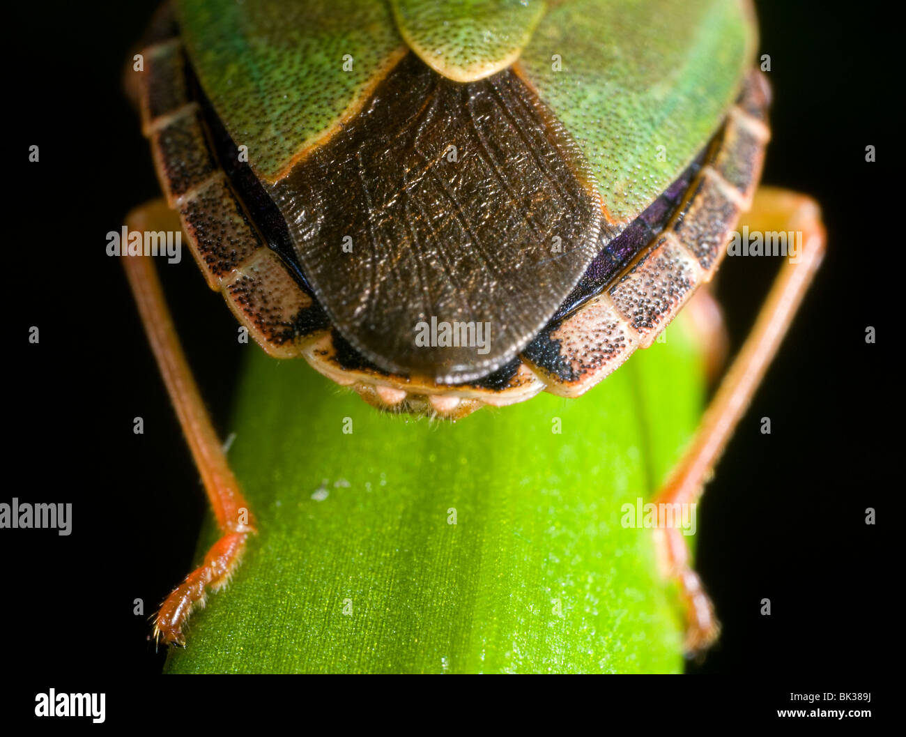 Green shieldbug on leaf. Palomina Prasina, Order Hemiptera sub order ...