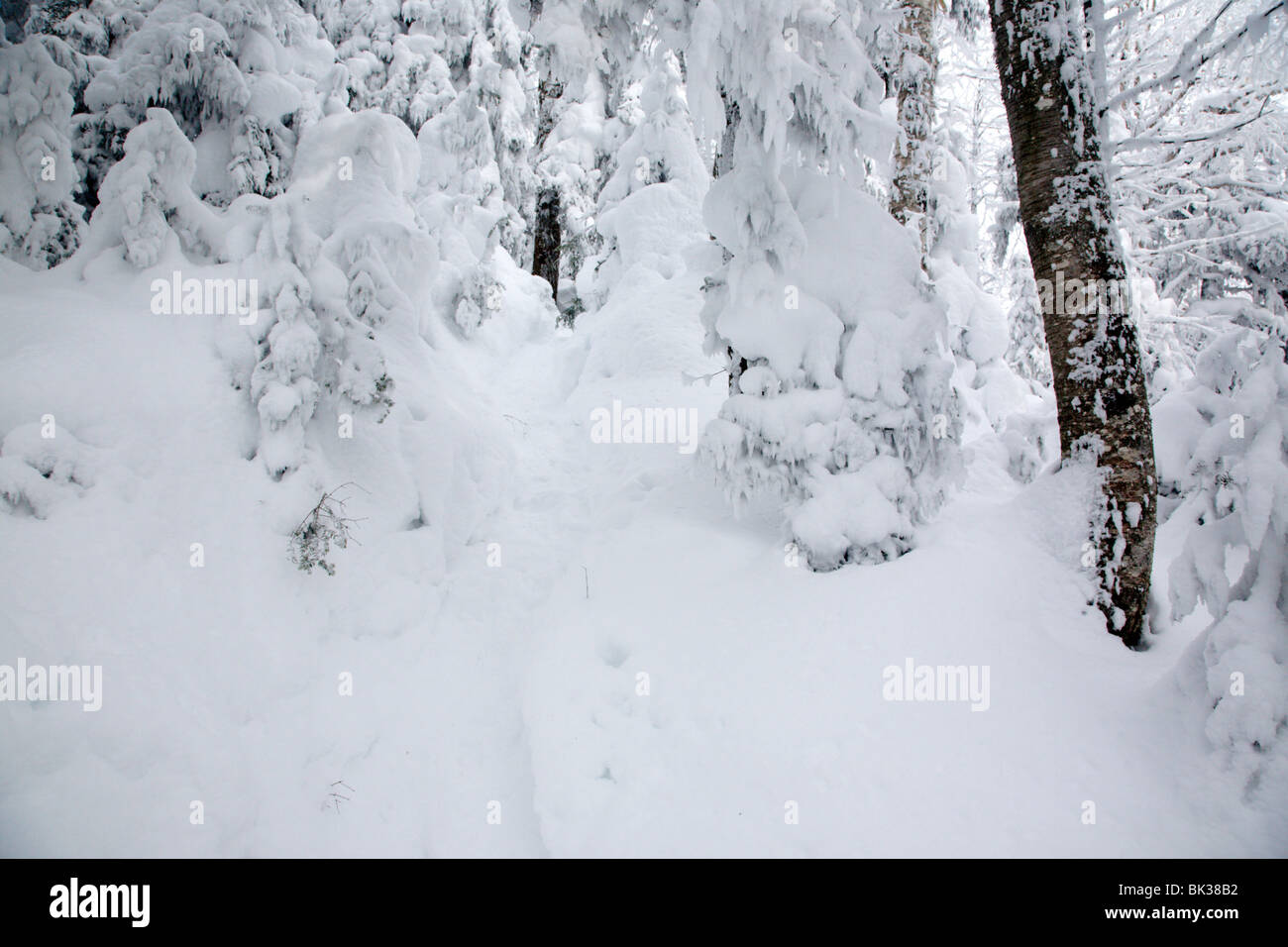 Franconia Notch State Park - Kinsman Ridge Trail in the White Mountains ...