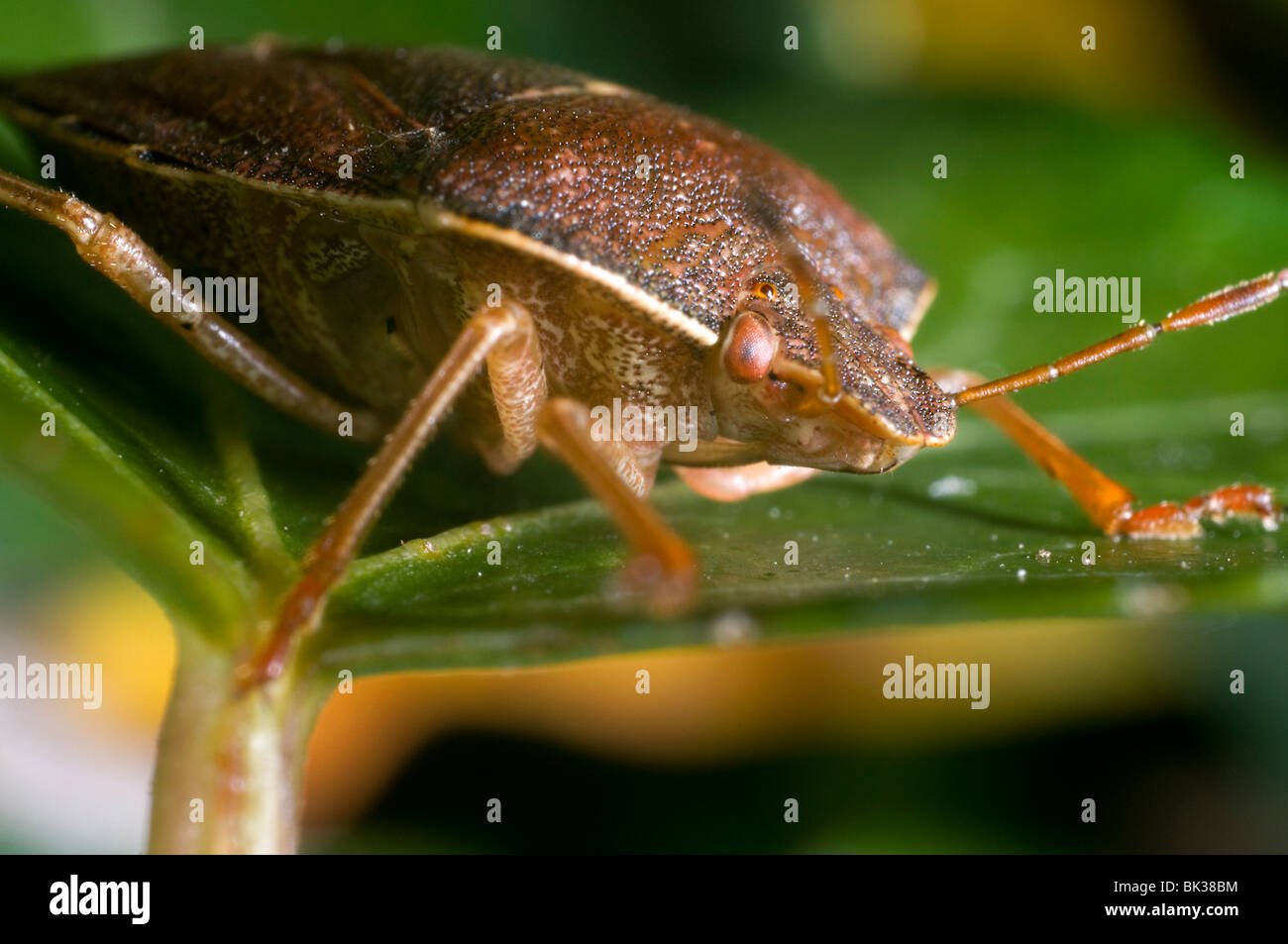 Chitin shield hi-res stock photography and images - Alamy
