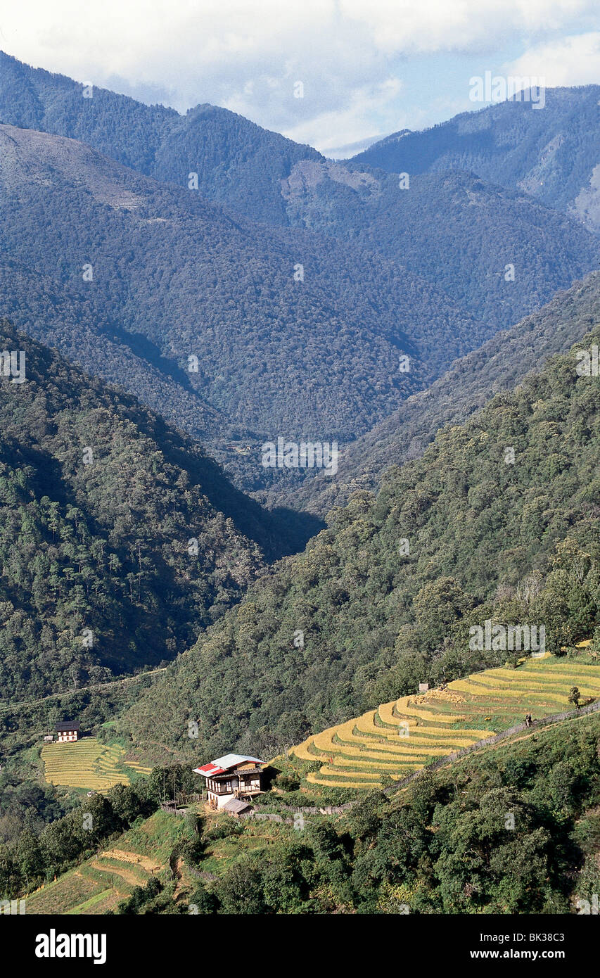 Landscape with terraced farm land and buildings, Kingdom of Bhutan ...