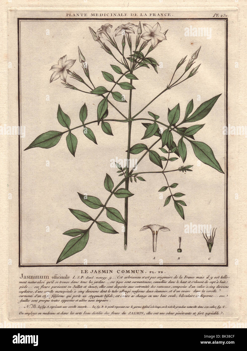 Jasmine (Jasminum officinale) Le jasmin commun Stock Photo - Alamy