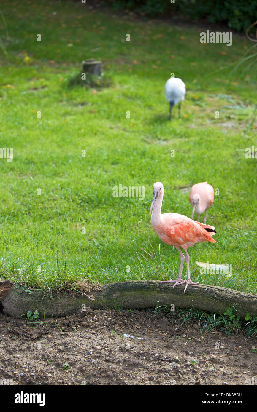 Scarlet Ibis in the Aviary at Leeds Castle, Maidstone, Kent, England ...