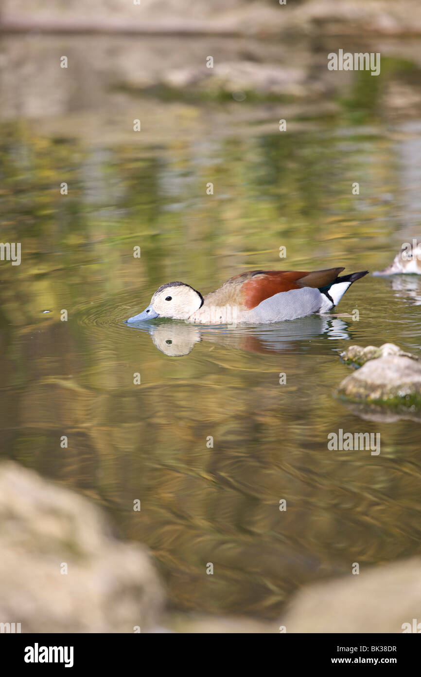 Aviary in the gardens of Leeds Castle, Maidstone, Kent, England, United ...