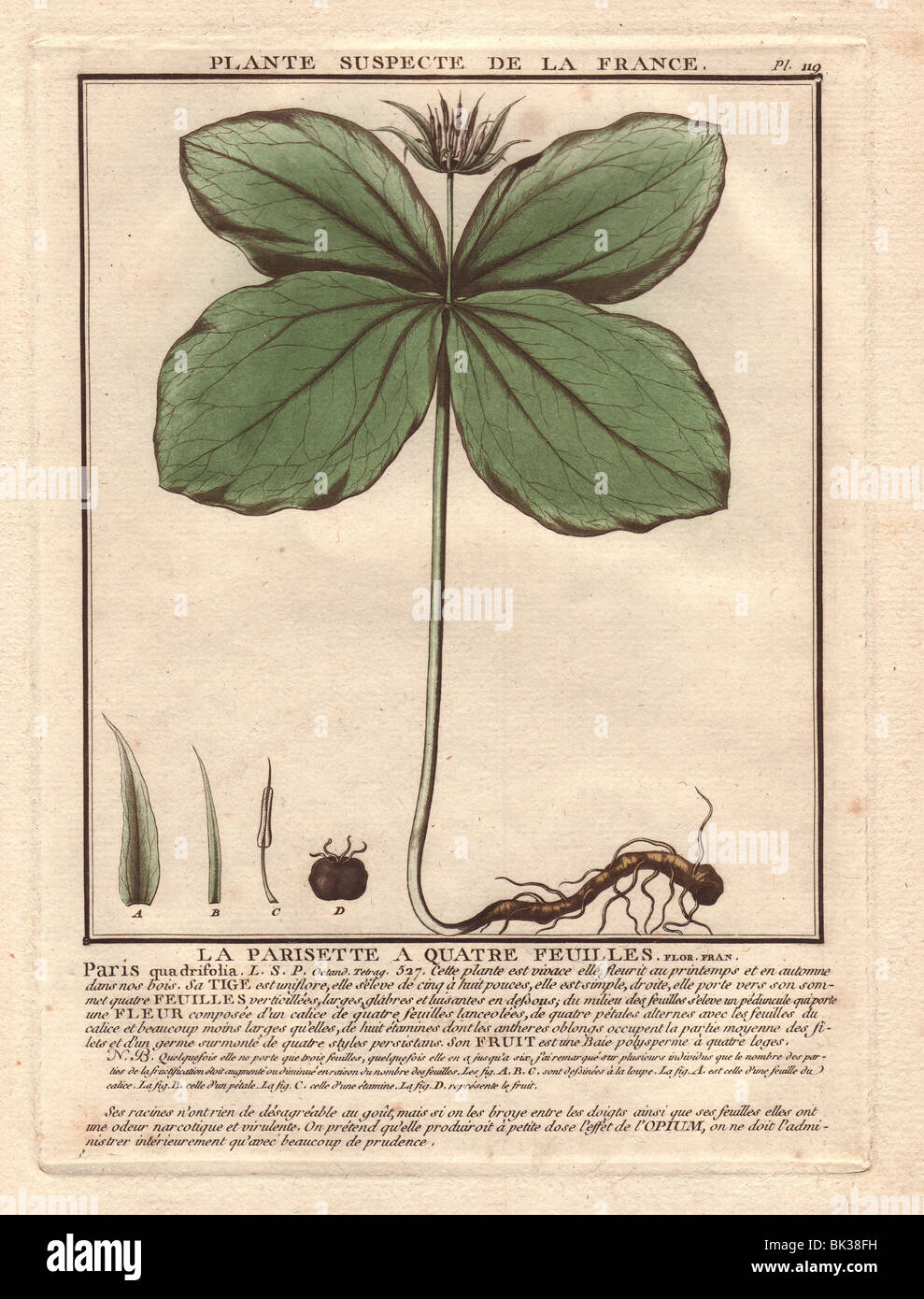 Paris quadrifolia Herb Paris, True-lover's Knot La parisette à quatre ...