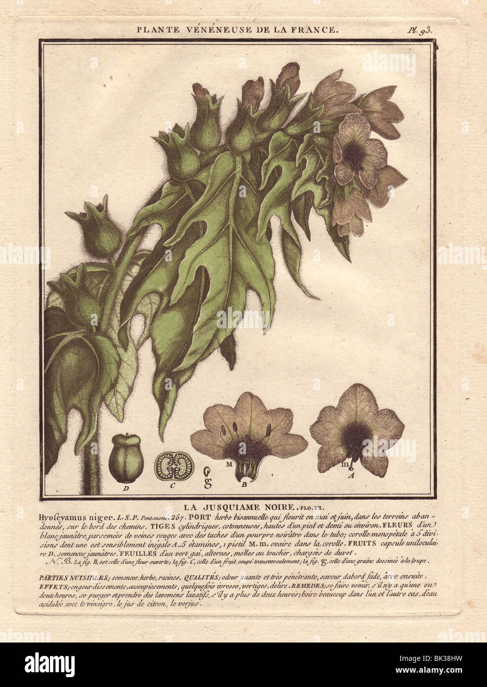 Henbane or stinking nightshade (Hyoscyamus niger), poisonous plant. La ...