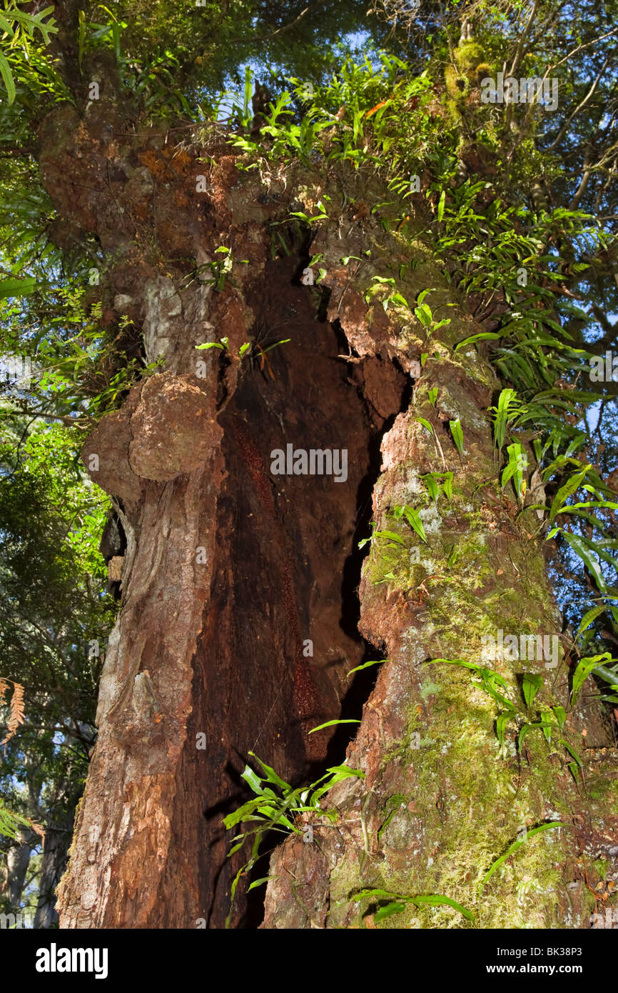 Myrtle Beech tree (Nothofagus cunninghamii) with burls and epiphytes at ...